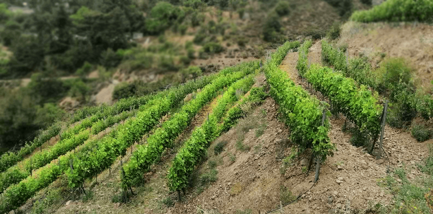 Askas Winery | Perneia Restaurant & Rooms